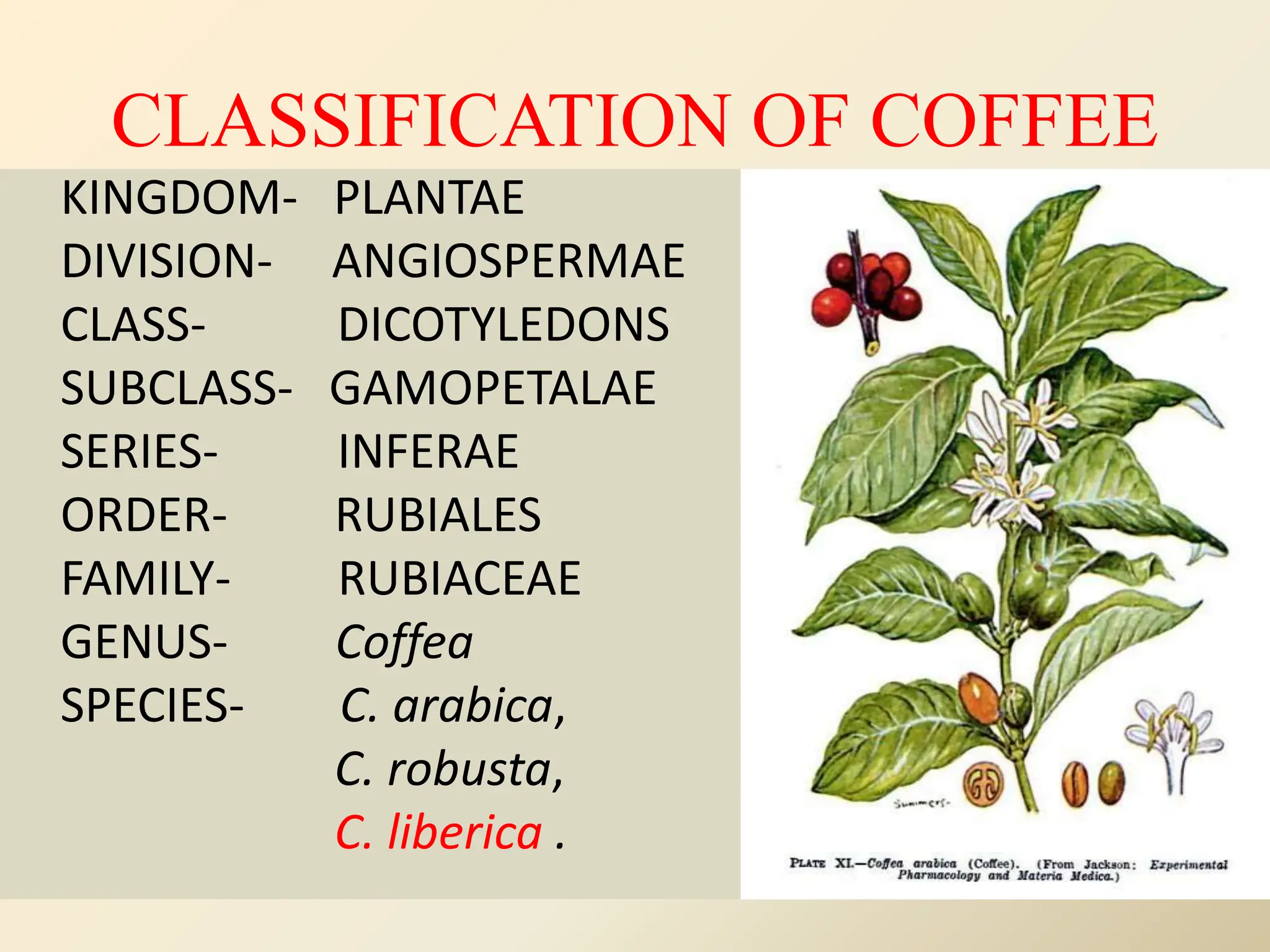 PHLOEM NECROSIS OF COFFEE PLANTDISEASE.pptx