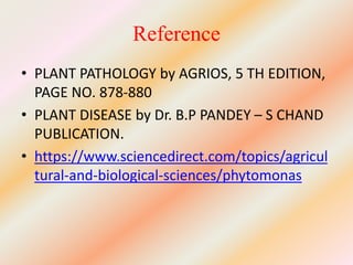 PHLOEM NECROSIS OF COFFEE PLANTDISEASE.pptx