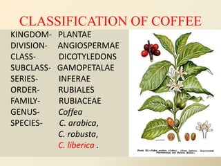 PHLOEM NECROSIS OF COFFEE PLANTDISEASE.pptx