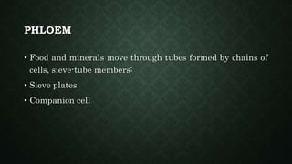 Phloem plant physiology by sohail | PPTX