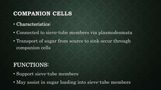 Phloem plant physiology by sohail | PPTX