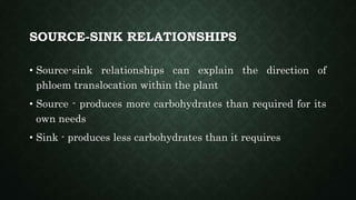 Phloem plant physiology by sohail | PPTX