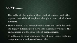 Phloem plant physiology by sohail | PPTX