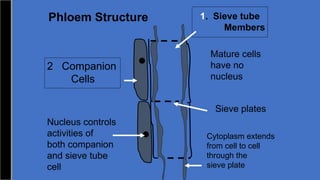 Phloem Tissue and types of cell found in phloem.pptx