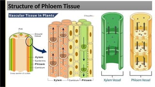 Phloem Tissue and types of cell found in phloem.pptx