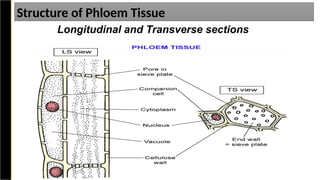 Phloem Tissue and types of cell found in phloem.pptx