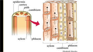Phloem Tissue and types of cell found in phloem.pptx