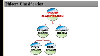 Phloem Tissue and types of cell found in phloem.pptx