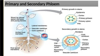 Phloem Tissue and types of cell found in phloem.pptx