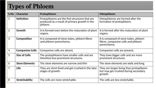 Phloem Tissue and types of cell found in phloem.pptx