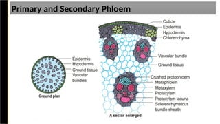 Phloem Tissue and types of cell found in phloem.pptx