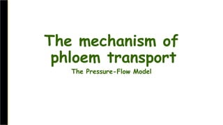 Phloem Tissue and types of cell found in phloem.pptx