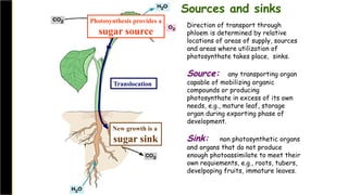 Phloem Tissue and types of cell found in phloem.pptx