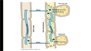 Phloem Tissue and types of cell found in phloem.pptx