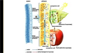 Phloem Tissue and types of cell found in phloem.pptx