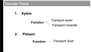 Phloem Tissue and types of cell found in phloem.pptx