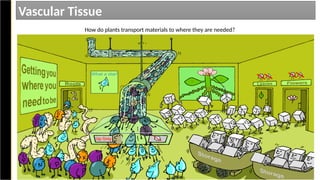 Phloem Tissue and types of cell found in phloem.pptx
