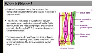 Phloem Tissue and types of cell found in phloem.pptx