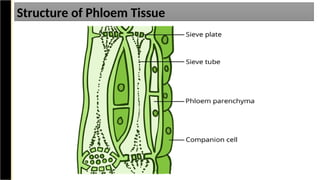 Phloem Tissue and types of cell found in phloem.pptx