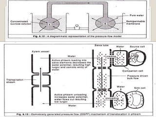 Translocation of Solute in Plants or PHLOEM TRANSPORT.pptx