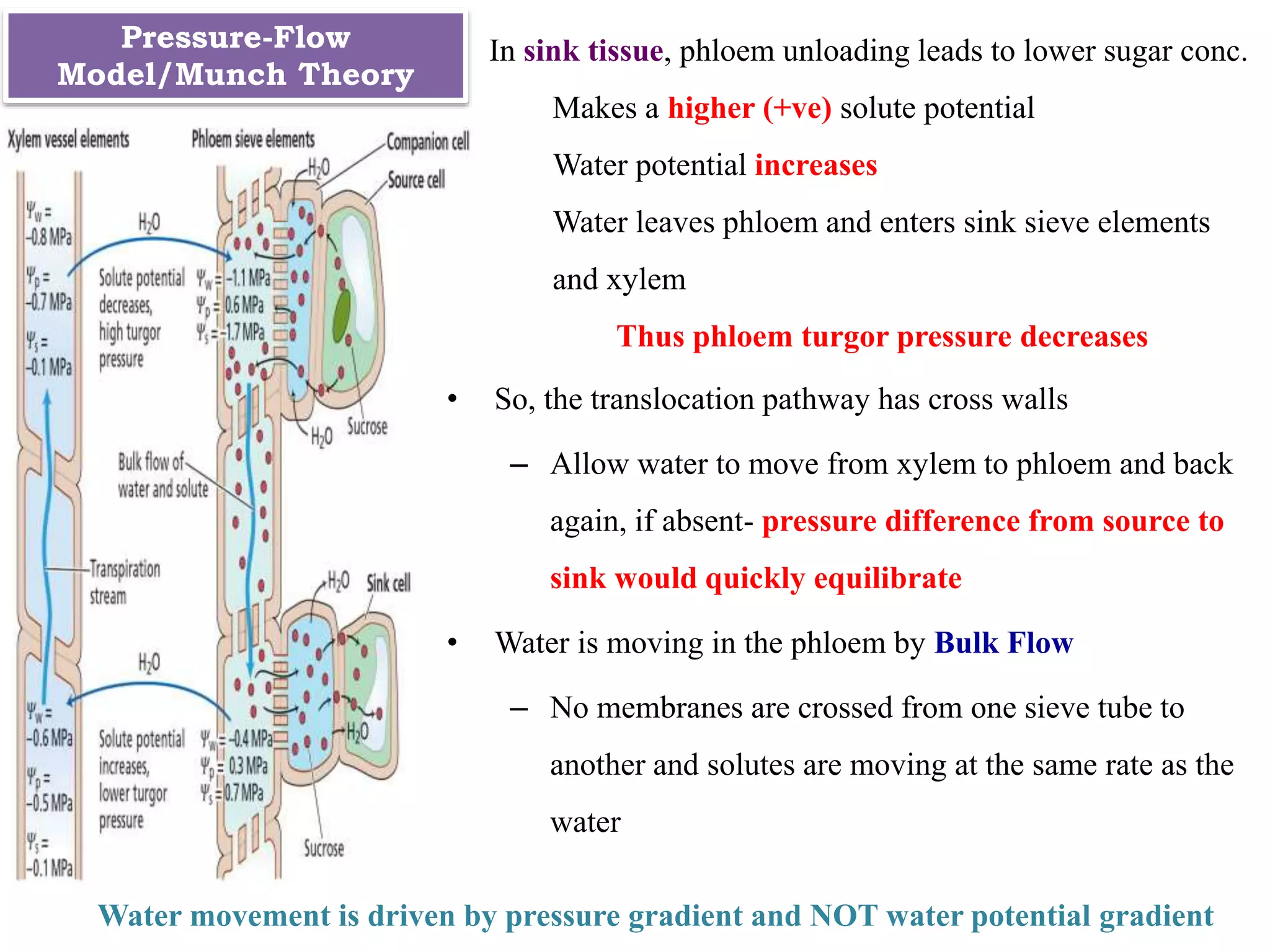 Phloem transport m.sc c.u. | PPTX
