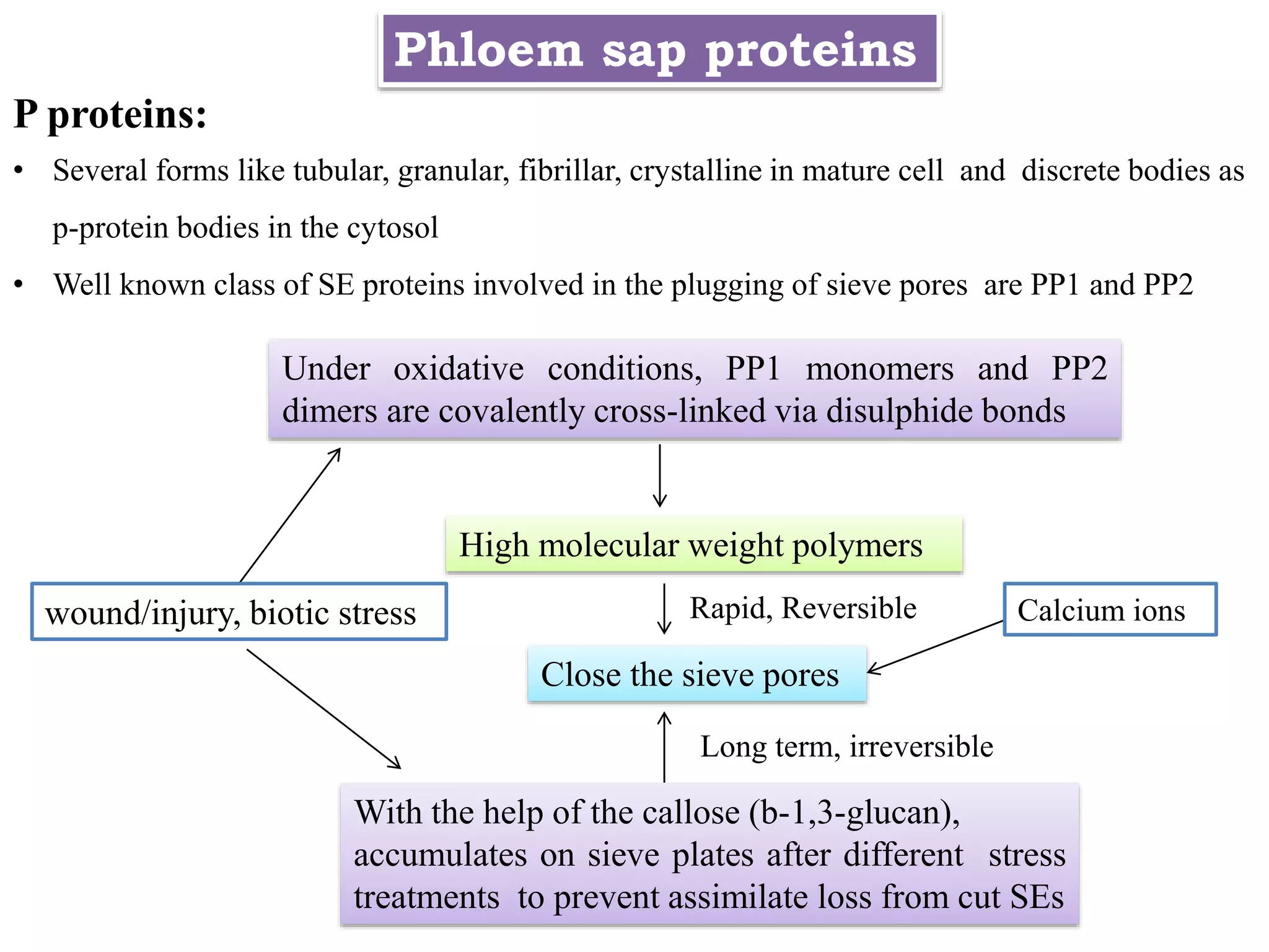 Phloem transport m.sc c.u. | PPTX