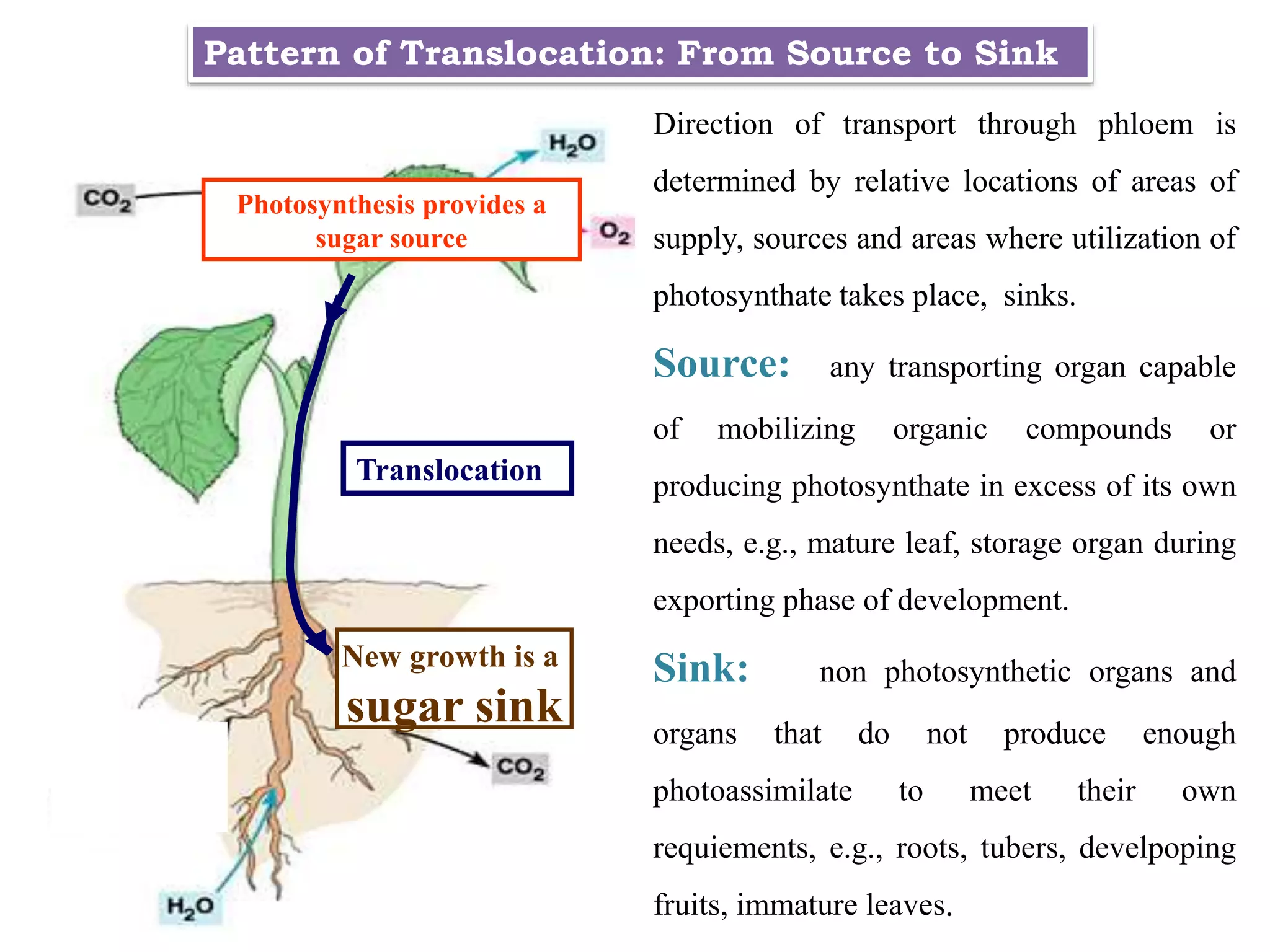 Phloem transport m.sc c.u. | PPTX