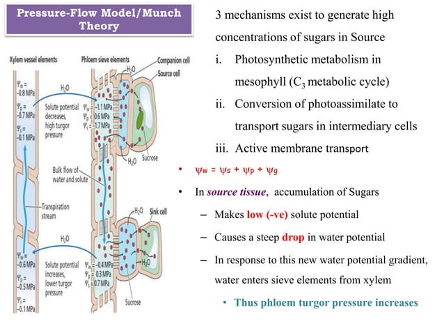 Phloem transport m.sc c.u. | PPTX | Gardening | Home & Garden