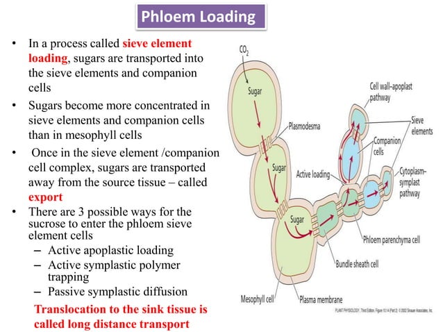 Phloem transport m.sc c.u. | PPTX | Gardening | Home & Garden