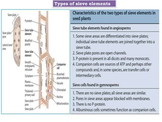 Phloem transport m.sc c.u. | PPTX | Gardening | Home & Garden