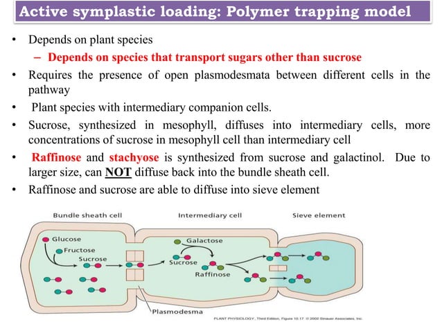 Phloem transport m.sc c.u. | PPTX | Gardening | Home & Garden