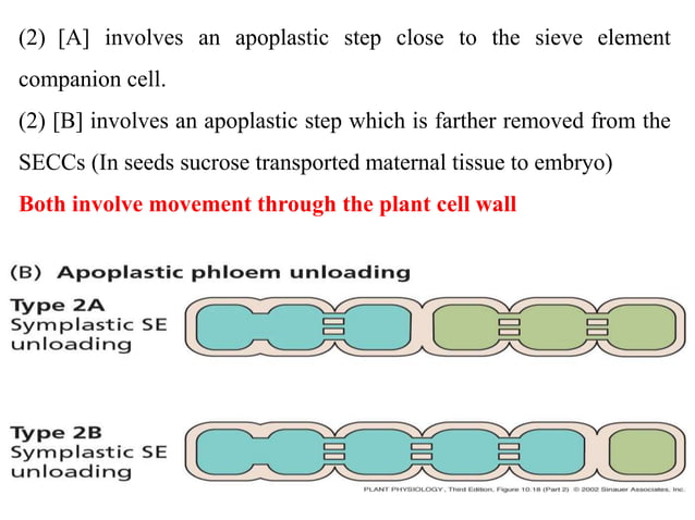 Phloem transport m.sc c.u. | PPTX | Gardening | Home & Garden