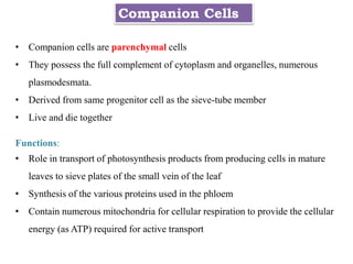 Phloem transport m.sc c.u. | PPTX