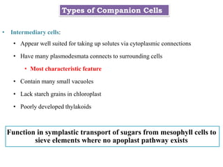 Phloem transport m.sc c.u. | PPTX