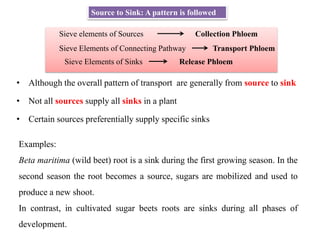 Phloem transport m.sc c.u. | PPTX