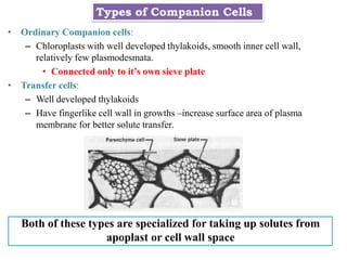 Companion Cells