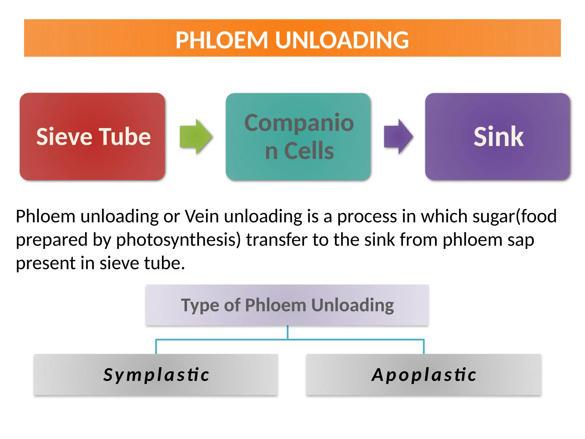 PHLOEM TRANSPORT IN PLANTS (BOTANY).pptx