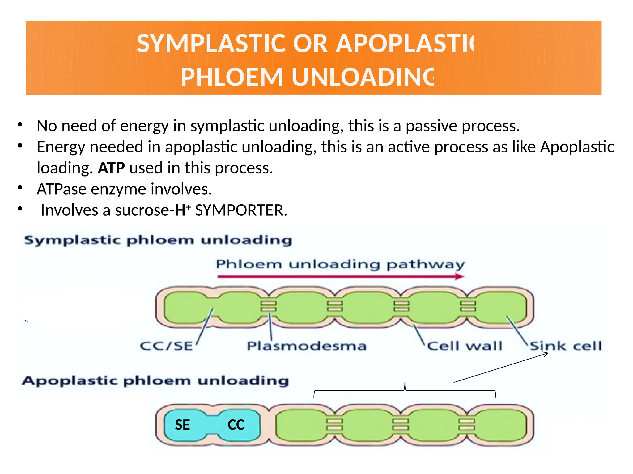 PHLOEM TRANSPORT IN PLANTS (BOTANY).pptx