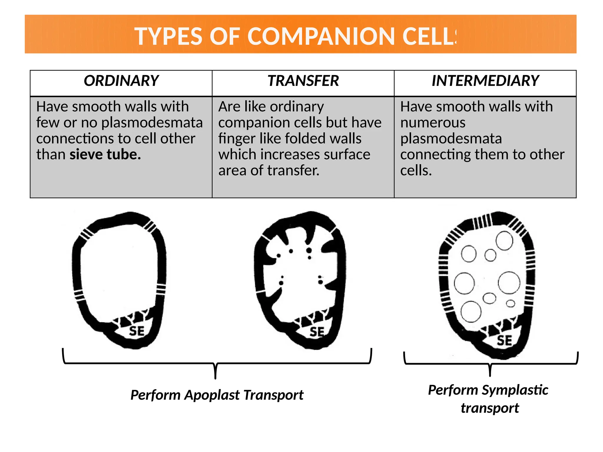 PHLOEM TRANSPORT IN PLANTS (BOTANY).pptx
