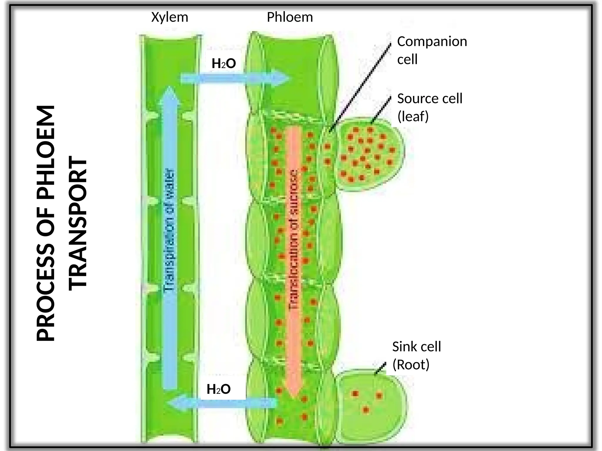 PHLOEM TRANSPORT IN PLANTS (BOTANY).pptx