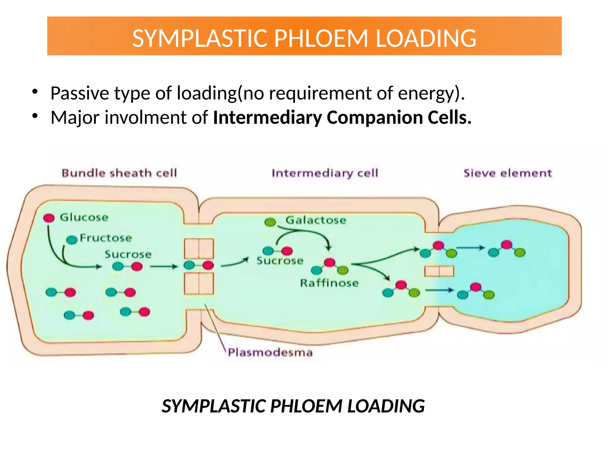 PHLOEM TRANSPORT IN PLANTS (BOTANY).pptx