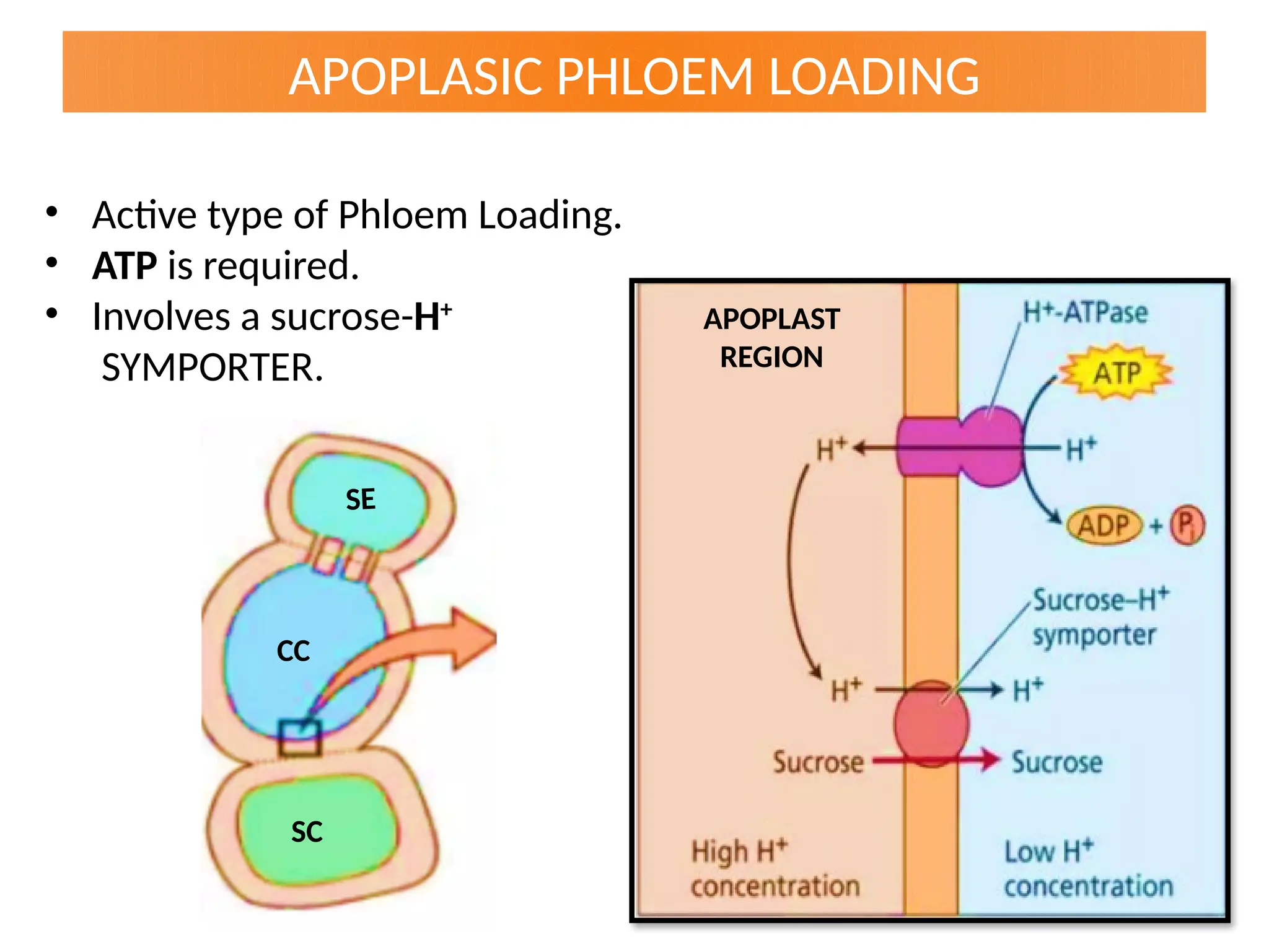 PHLOEM TRANSPORT IN PLANTS (BOTANY).pptx