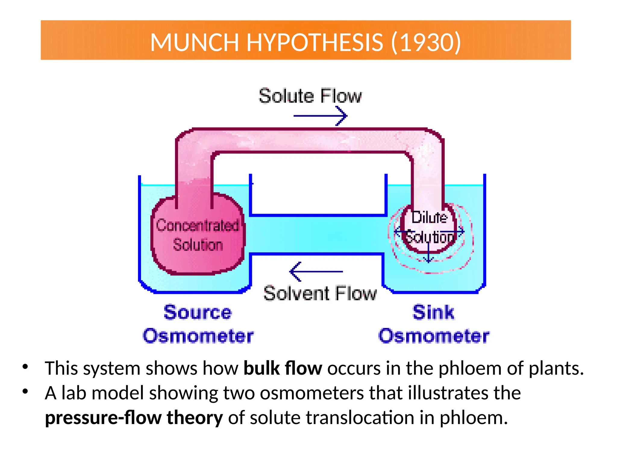 PHLOEM TRANSPORT IN PLANTS (BOTANY).pptx
