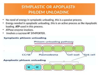 PHLOEM TRANSPORT IN PLANTS (BOTANY).pptx