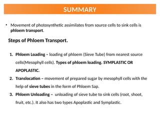 PHLOEM TRANSPORT IN PLANTS (BOTANY).pptx