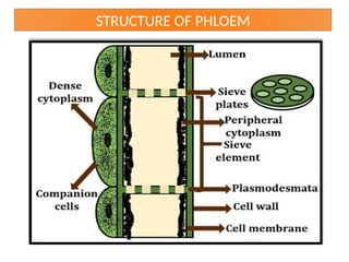 PHLOEM TRANSPORT IN PLANTS (BOTANY).pptx