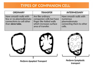 PHLOEM TRANSPORT IN PLANTS (BOTANY).pptx
