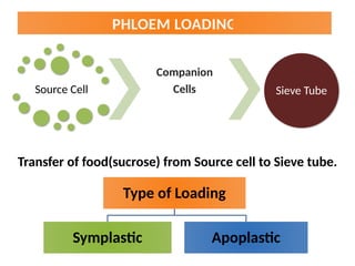 PHLOEM TRANSPORT IN PLANTS (BOTANY).pptx