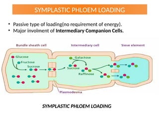 PHLOEM TRANSPORT IN PLANTS (BOTANY).pptx