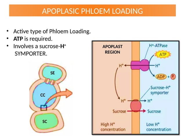 PHLOEM TRANSPORT IN PLANTS (BOTANY).pptx